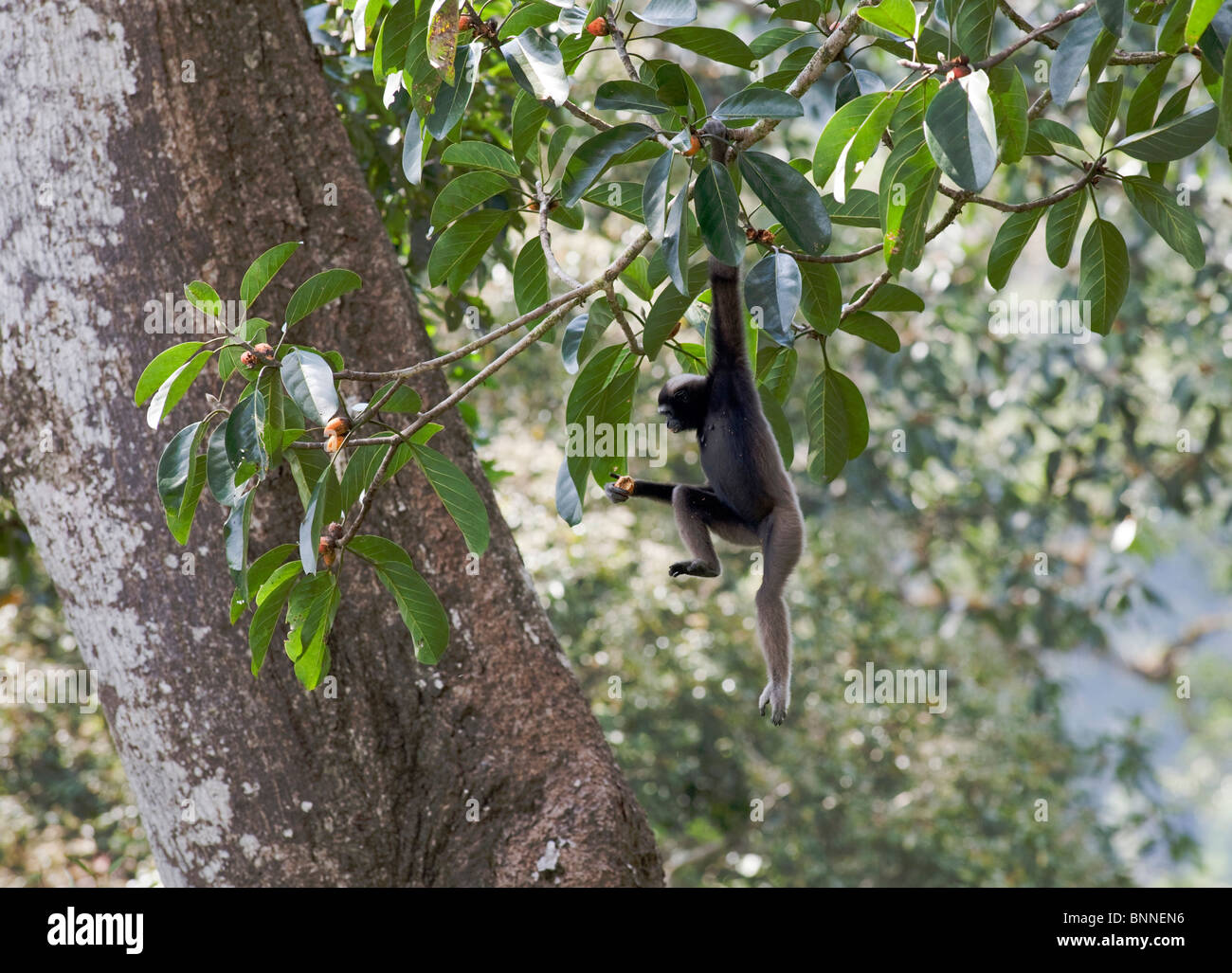 Gray gibbon muellers gibbon bornean hi-res stock photography and images ...