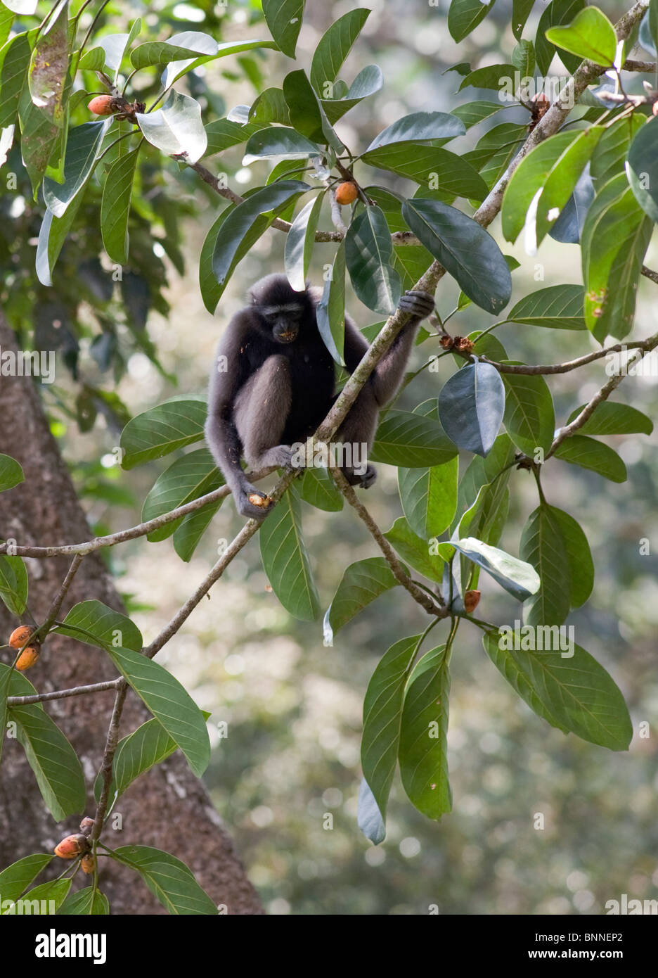 Gray Gibbon Stock Photos & Gray Gibbon Stock Images - Alamy