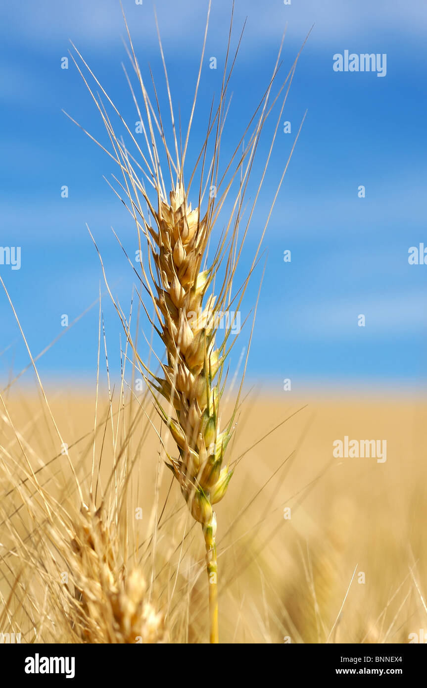 Strand Magazine Stock Photos & Strand Magazine Stock Images - Alamy