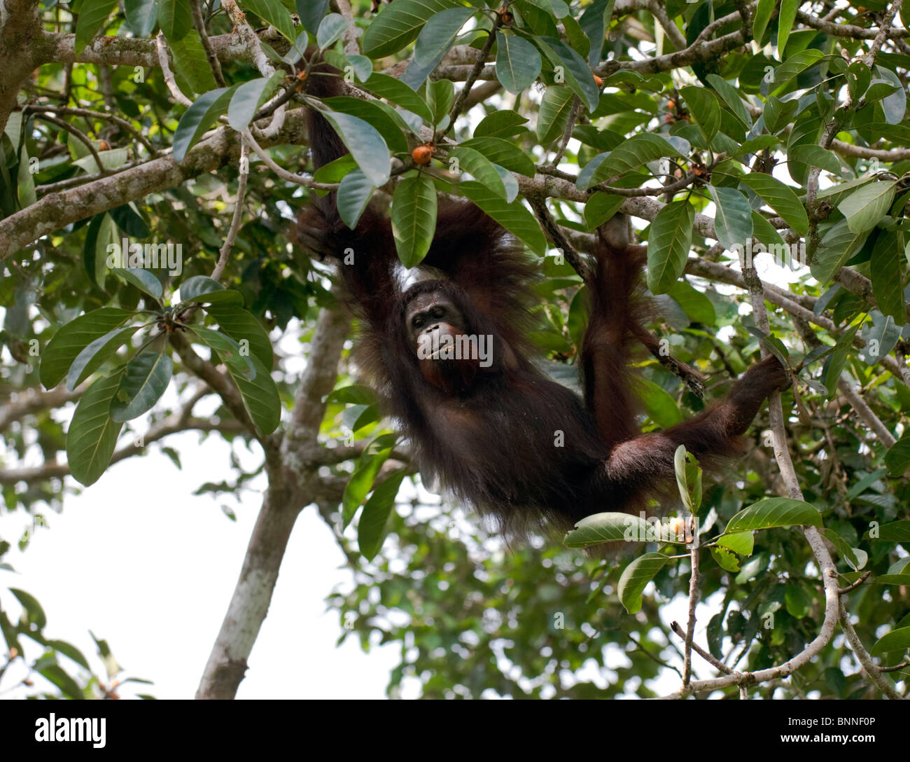 Wild male Orangutan in treetop showing incredible strength Stock Photo ...