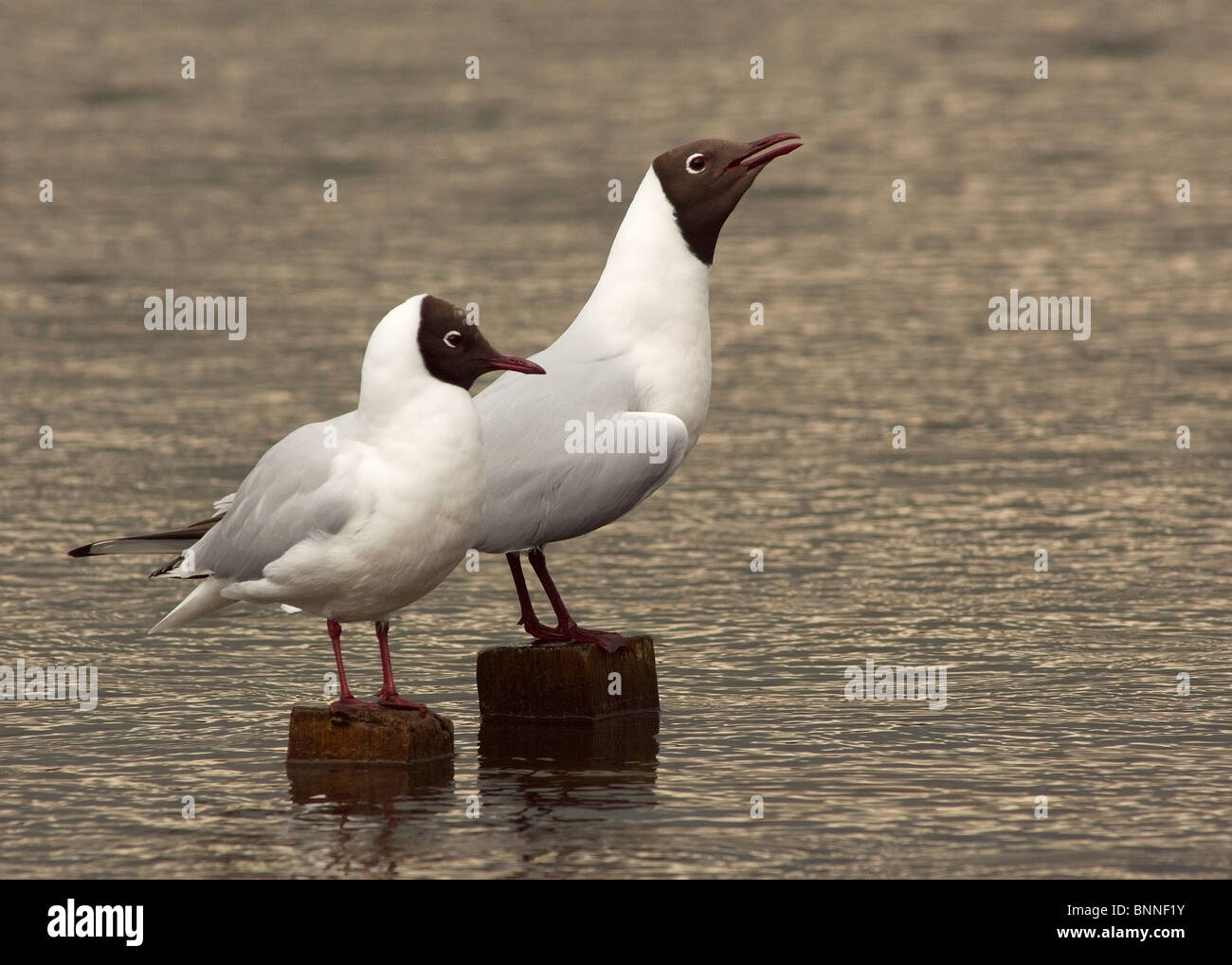 Black-headed Gulls, Larus ridibundus, photographed just before a ...