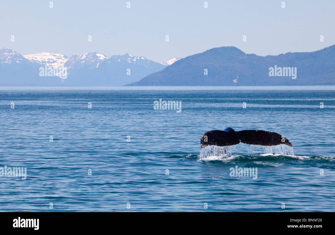USA; Alaska; Elfin Cove; Cross Sound; Humpback Whale Stock Photo - Alamy