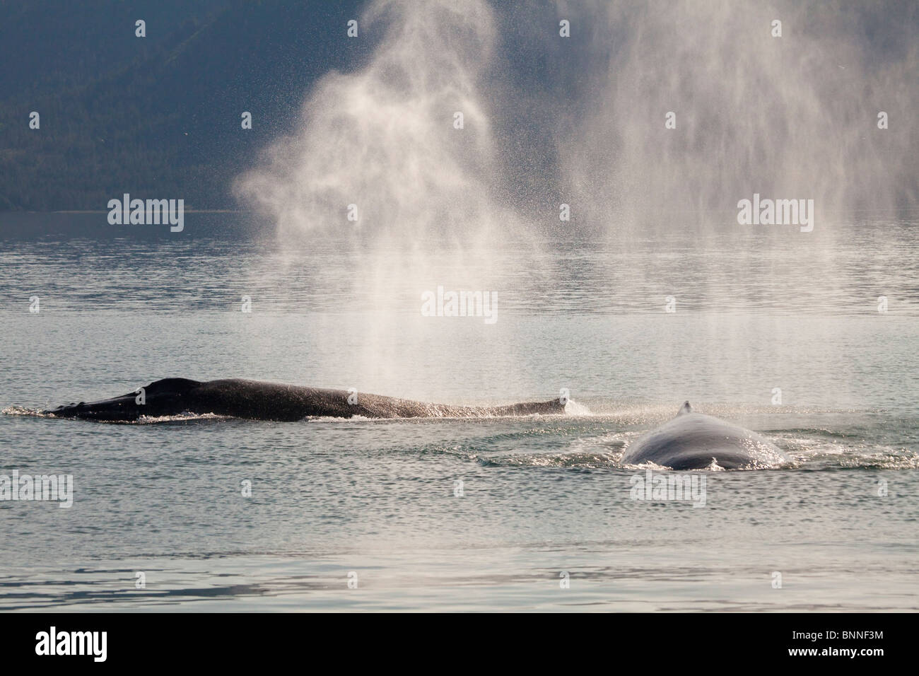 Alaska cross sound elfin cove hi-res stock photography and images - Alamy