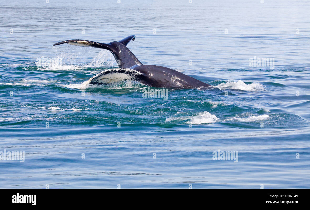 USA; Alaska; Cross Sound; Elfin Cove; Humpback Whales - Cedit as Don ...