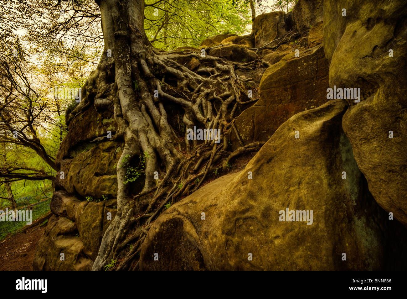 Beech tree roots Kent England UK Stock Photo - Alamy