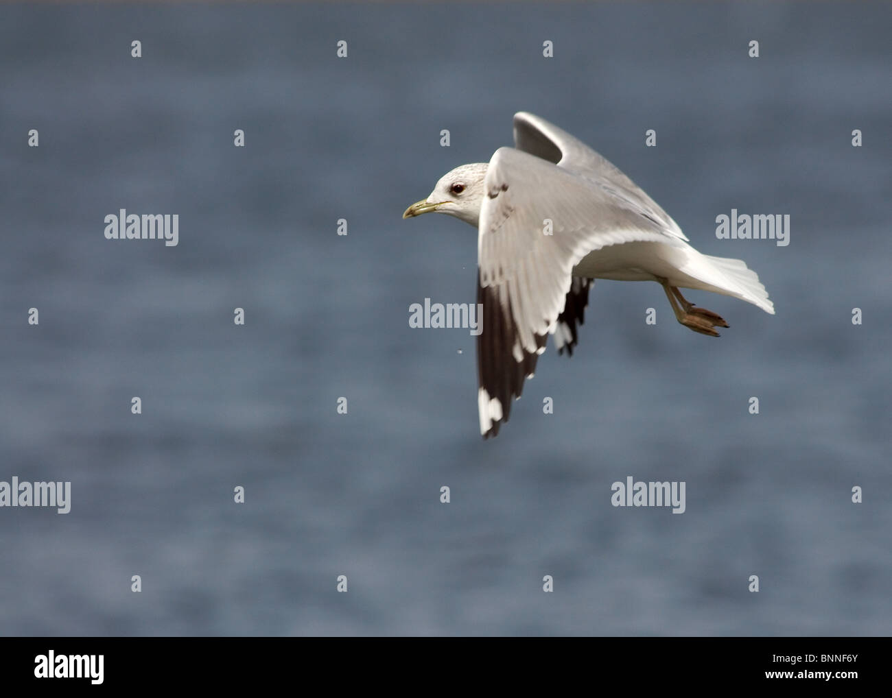Common Gull in flight at Marton Mere nature reserve Blackpool Stock ...