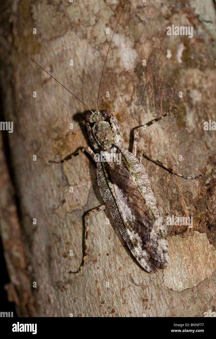 Bark mantis hi-res stock photography and images - Alamy