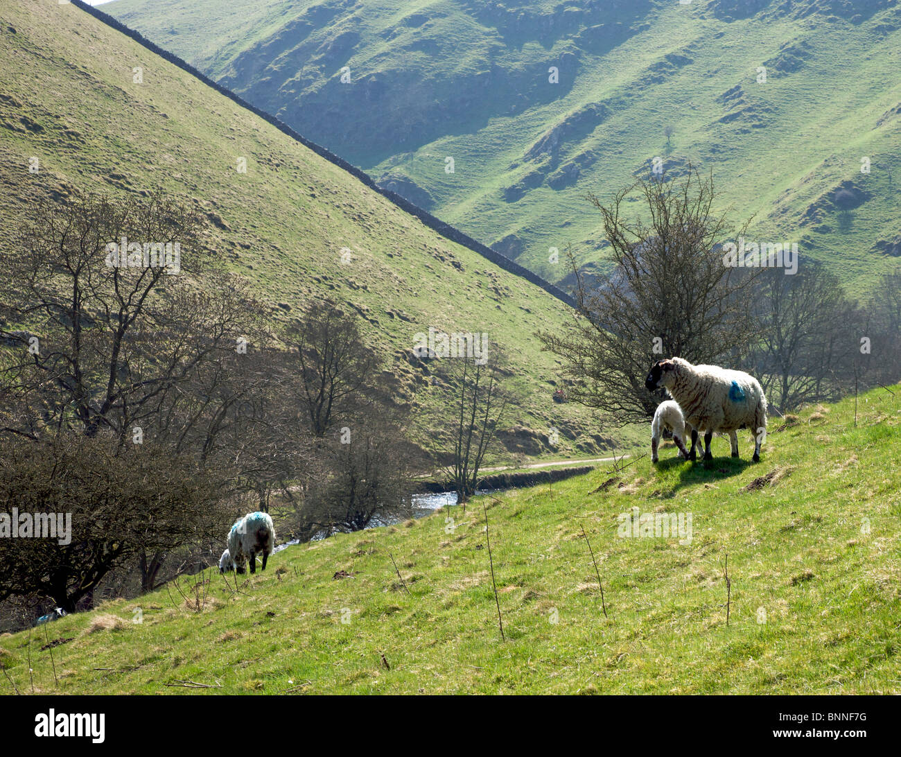 dale landscape with sheep Stock Photo - Alamy