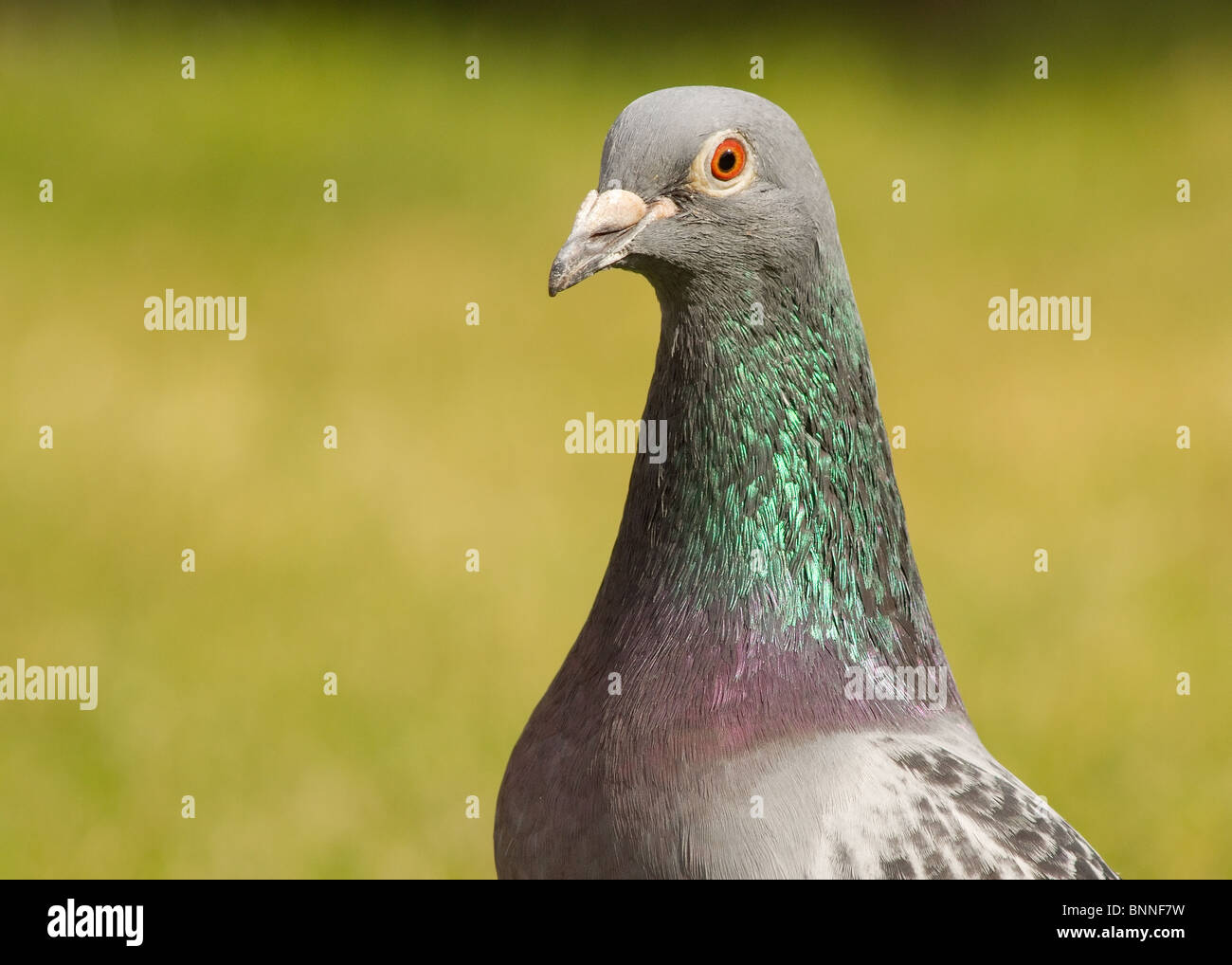 Feral rock pigeon hi-res stock photography and images - Alamy