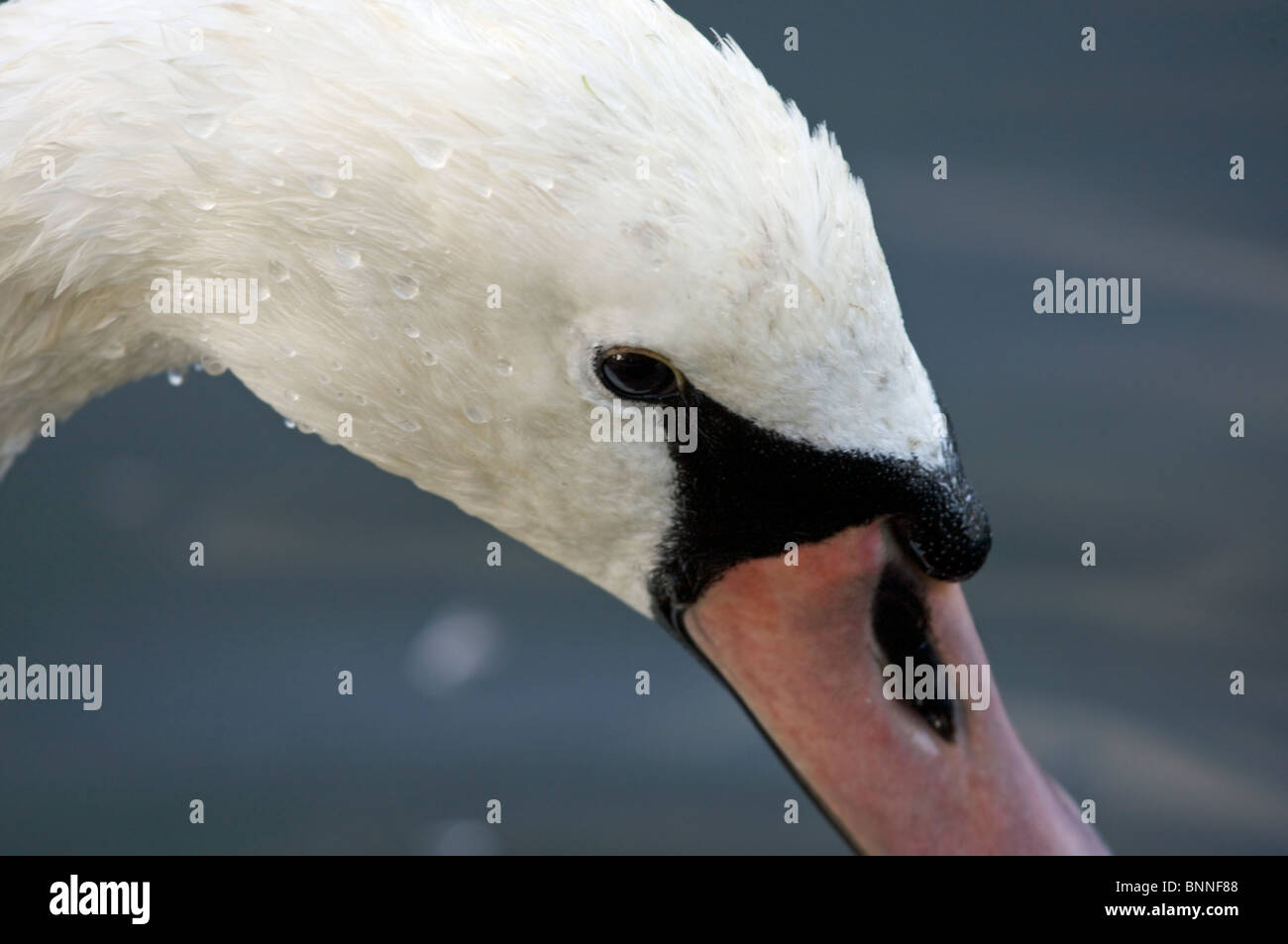 Swan head in feathers hi-res stock photography and images - Alamy