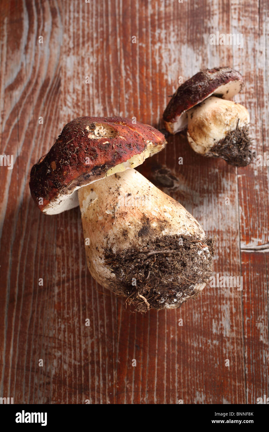 Castaneus fungus eatable Chestnut bolete Stock Photo - Alamy