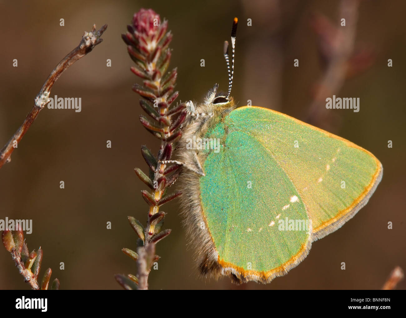 Green Hairstreak butterfly - Callophrys rubi Stock Photo - Alamy