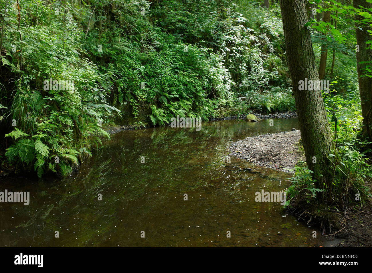 Stream flowing through forest Stock Photo - Alamy