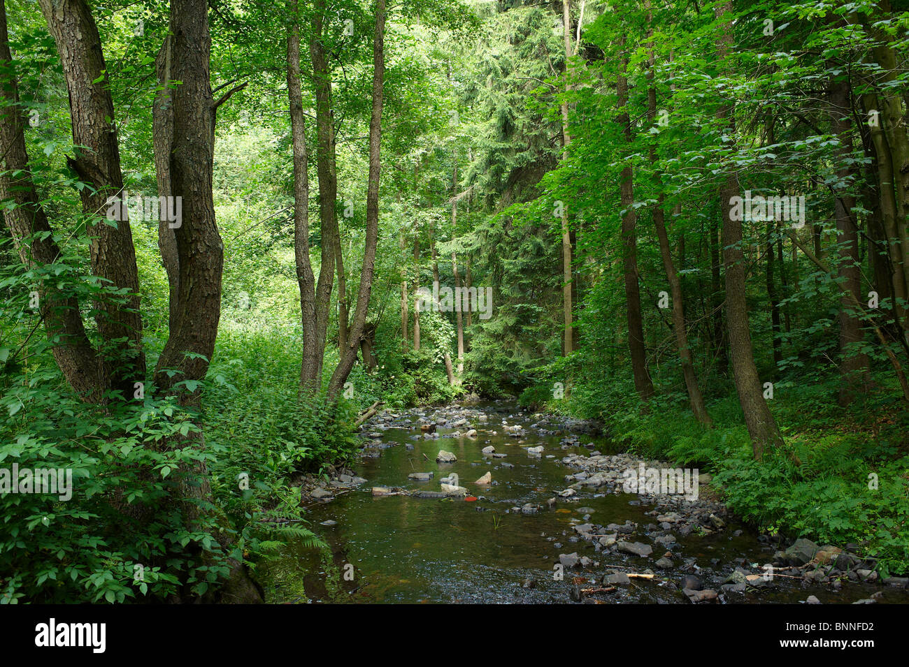 Stream flowing through forest Stock Photo - Alamy