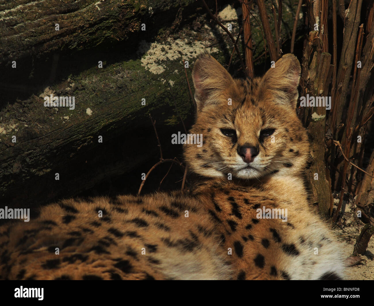 Black serval hi-res stock photography and images - Alamy