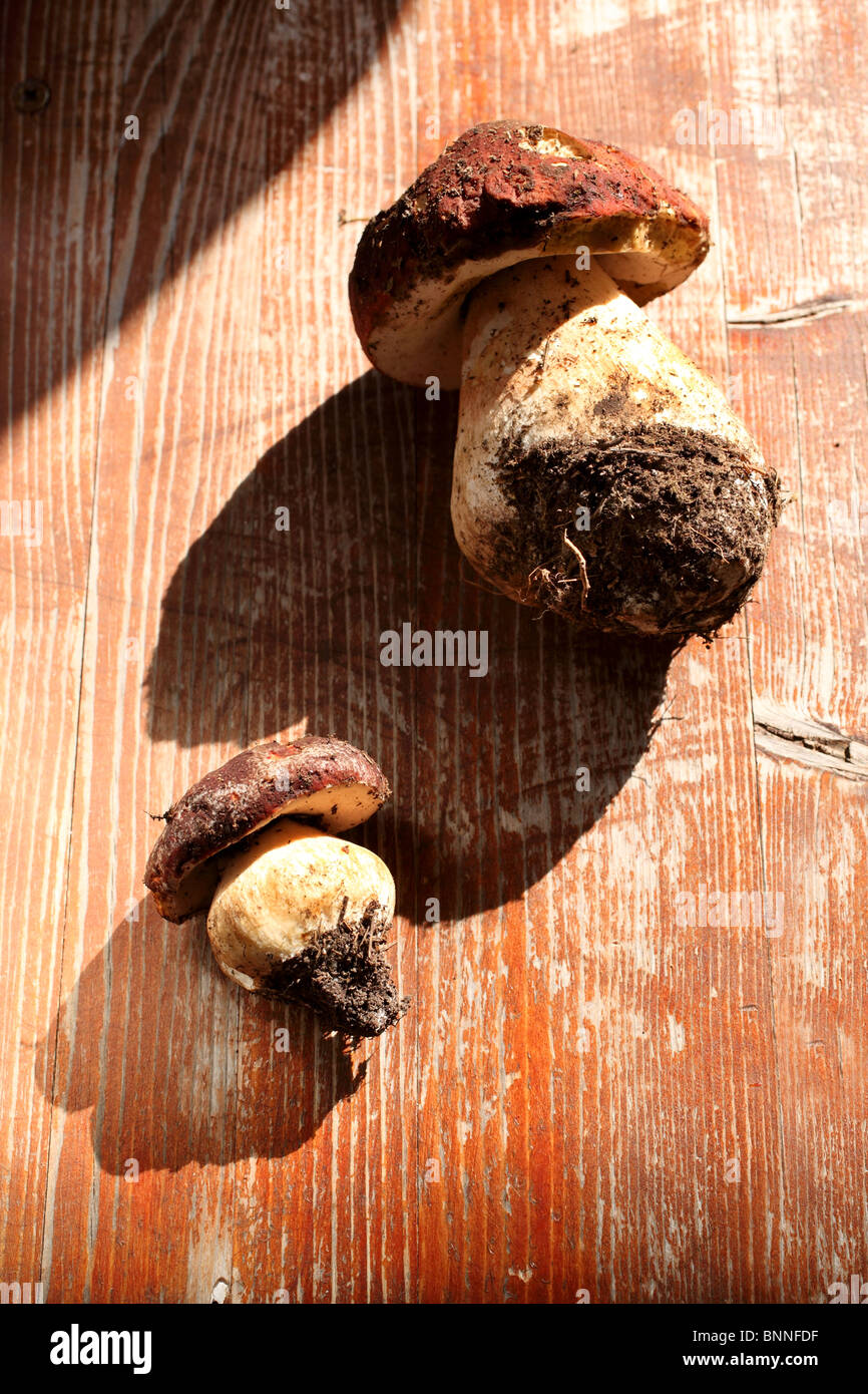 Castaneus fungus eatable Chestnut bolete Stock Photo - Alamy