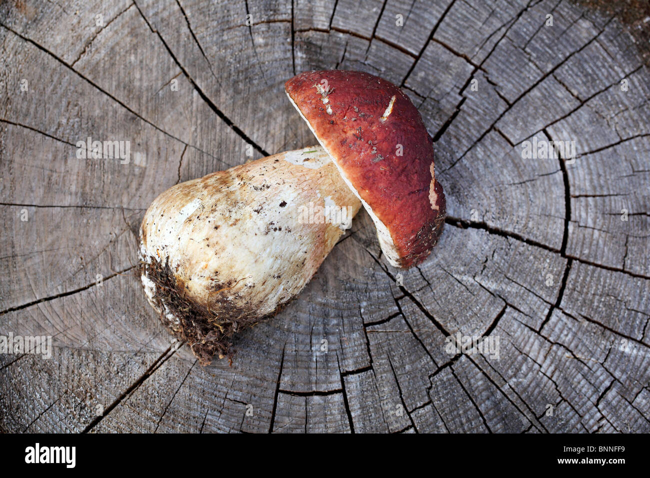 Castaneus fungus eatable Chestnut bolete Stock Photo - Alamy