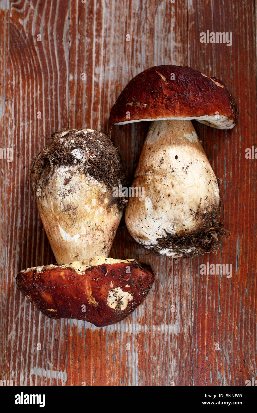 Castaneus fungus eatable Chestnut bolete Stock Photo - Alamy
