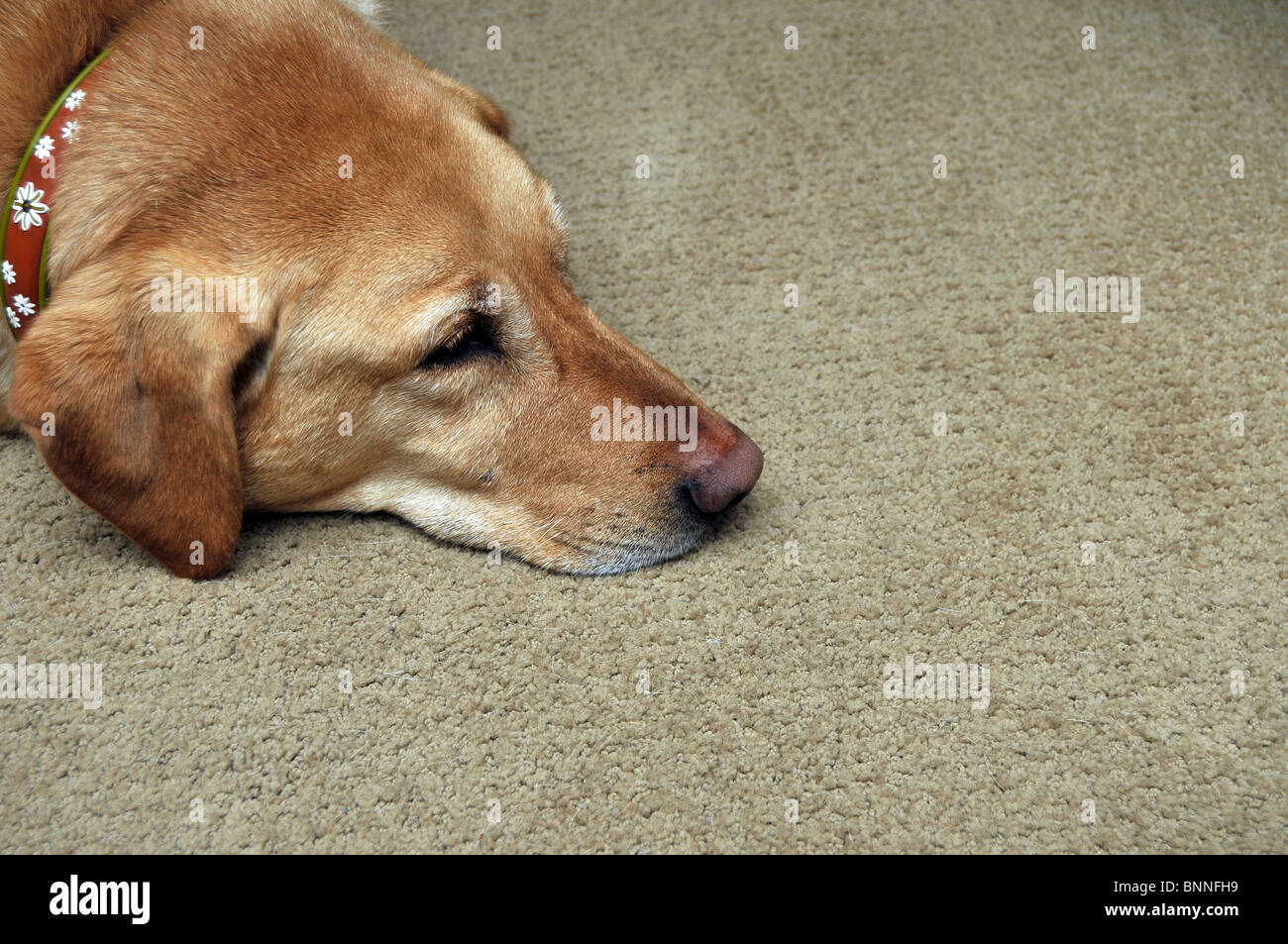 Sad Yellow Lab Laying On Carpet. Copy space on the right side Stock ...