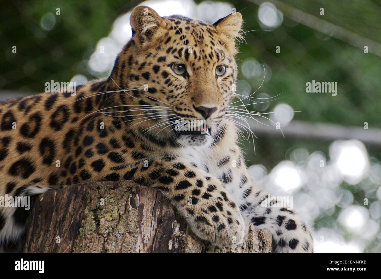 Female amur leopard hi-res stock photography and images - Alamy