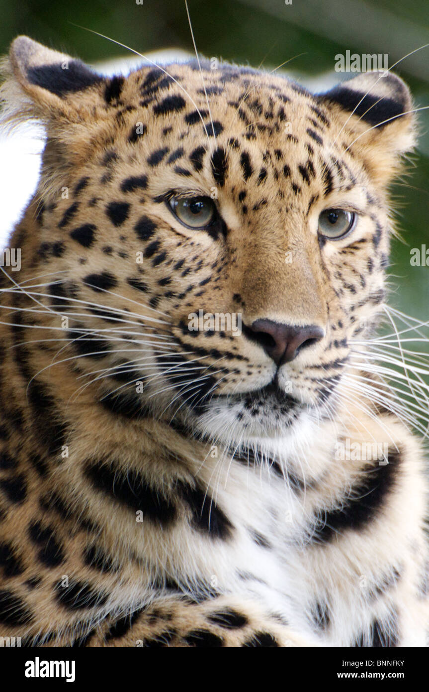 Female Amur leopard close-up Stock Photo - Alamy