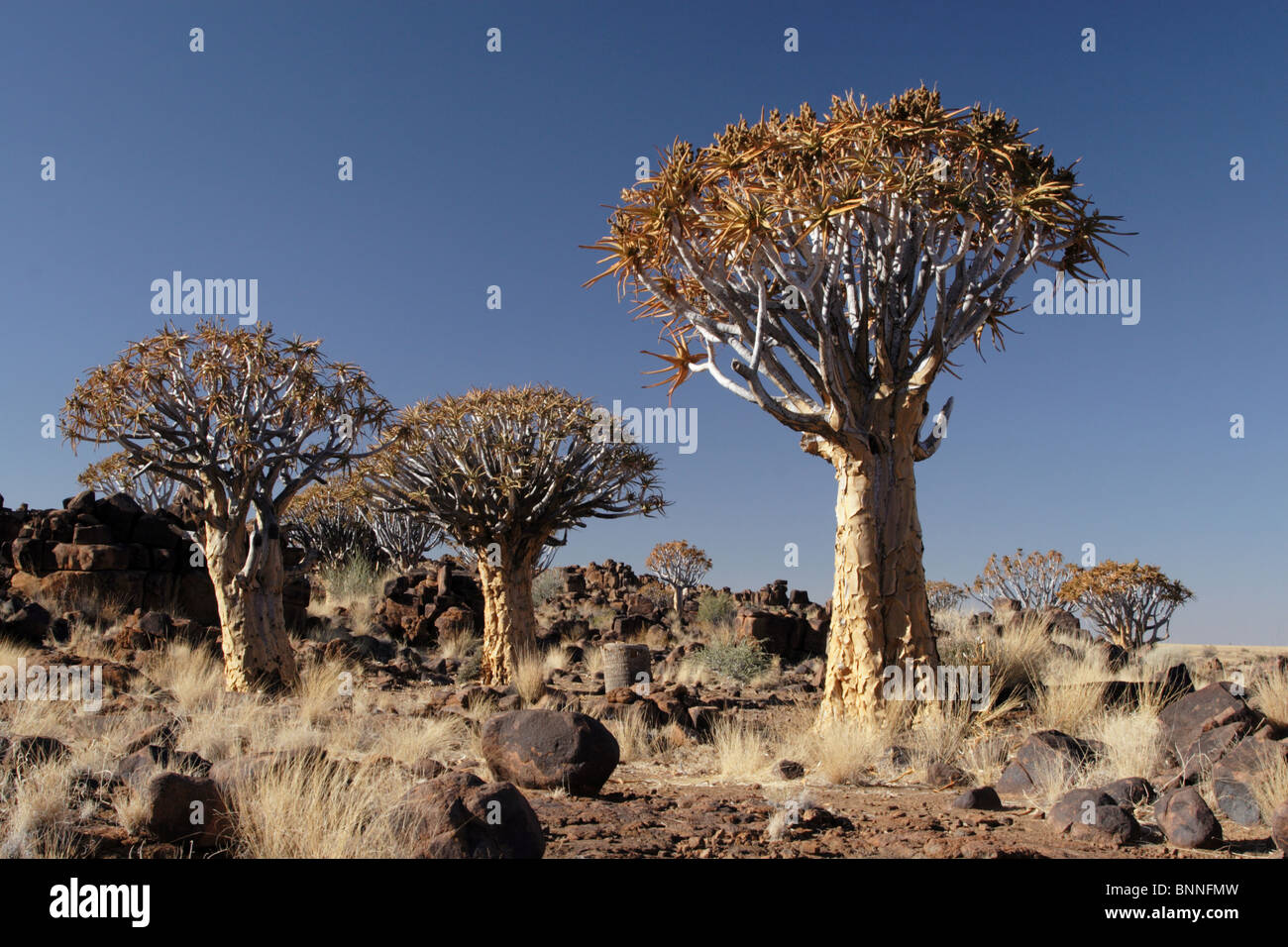 Quiver trees in the desert in Namibia Stock Photo - Alamy