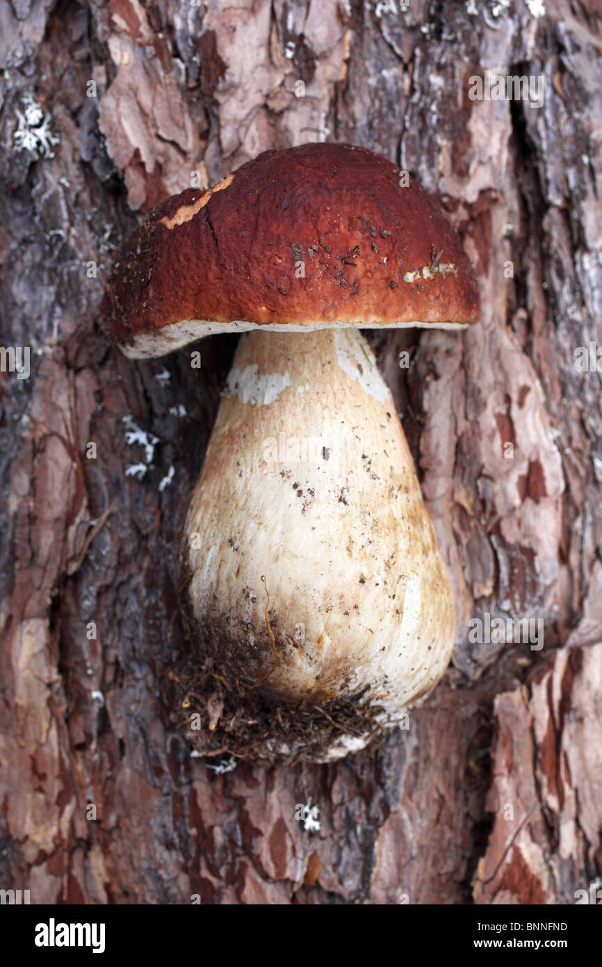 Castaneus fungus eatable Chestnut bolete Stock Photo - Alamy