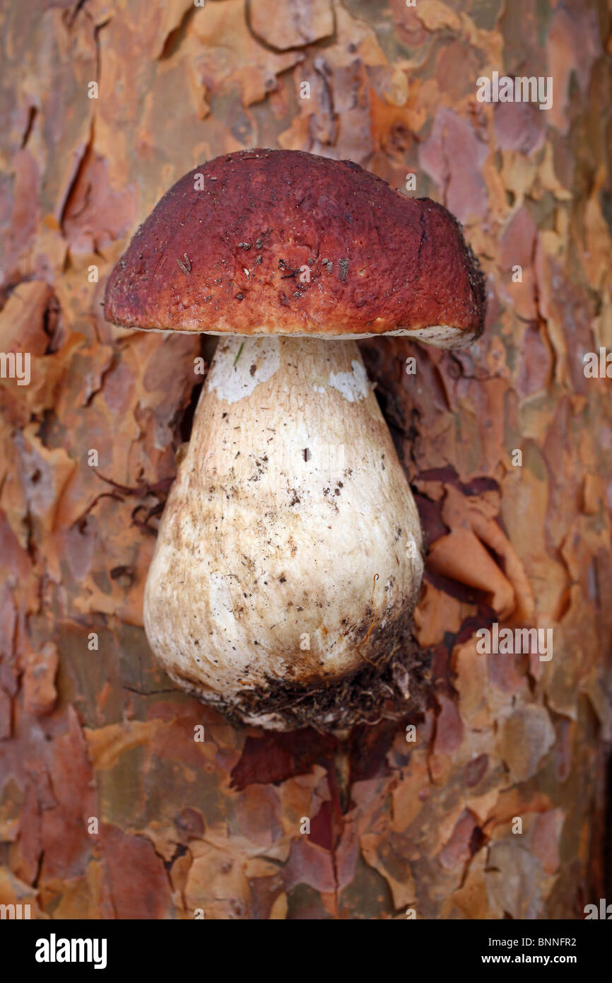 Castaneus fungus eatable Chestnut bolete Stock Photo - Alamy