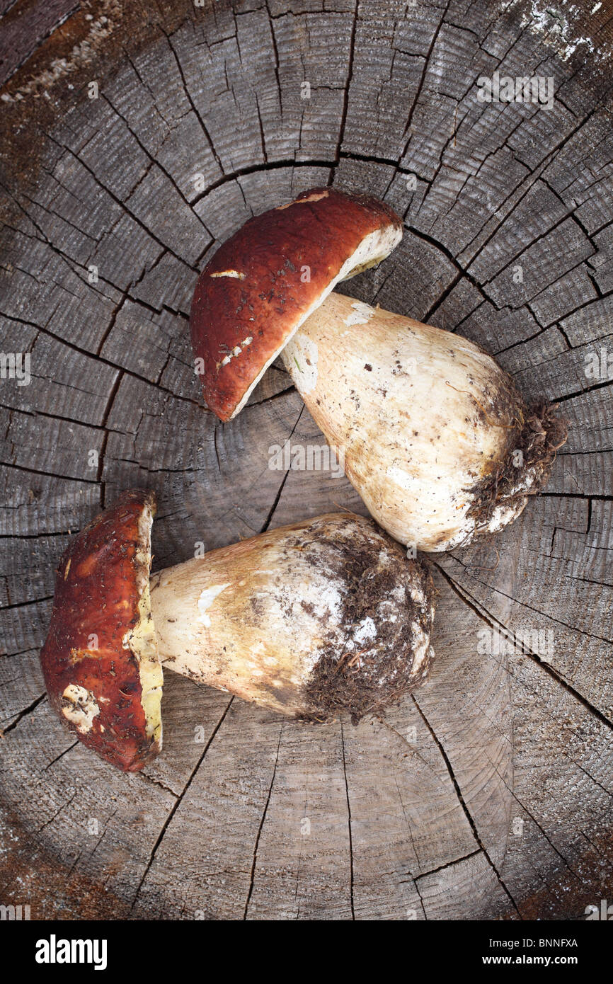 Castaneus fungus eatable Chestnut bolete Stock Photo - Alamy