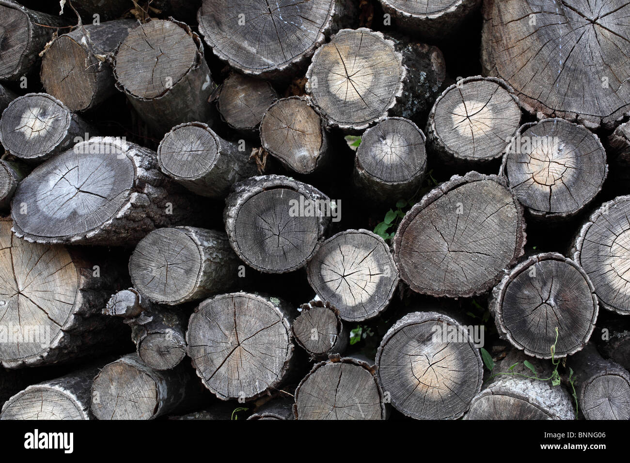 Stack wood tree log logs Stock Photo - Alamy