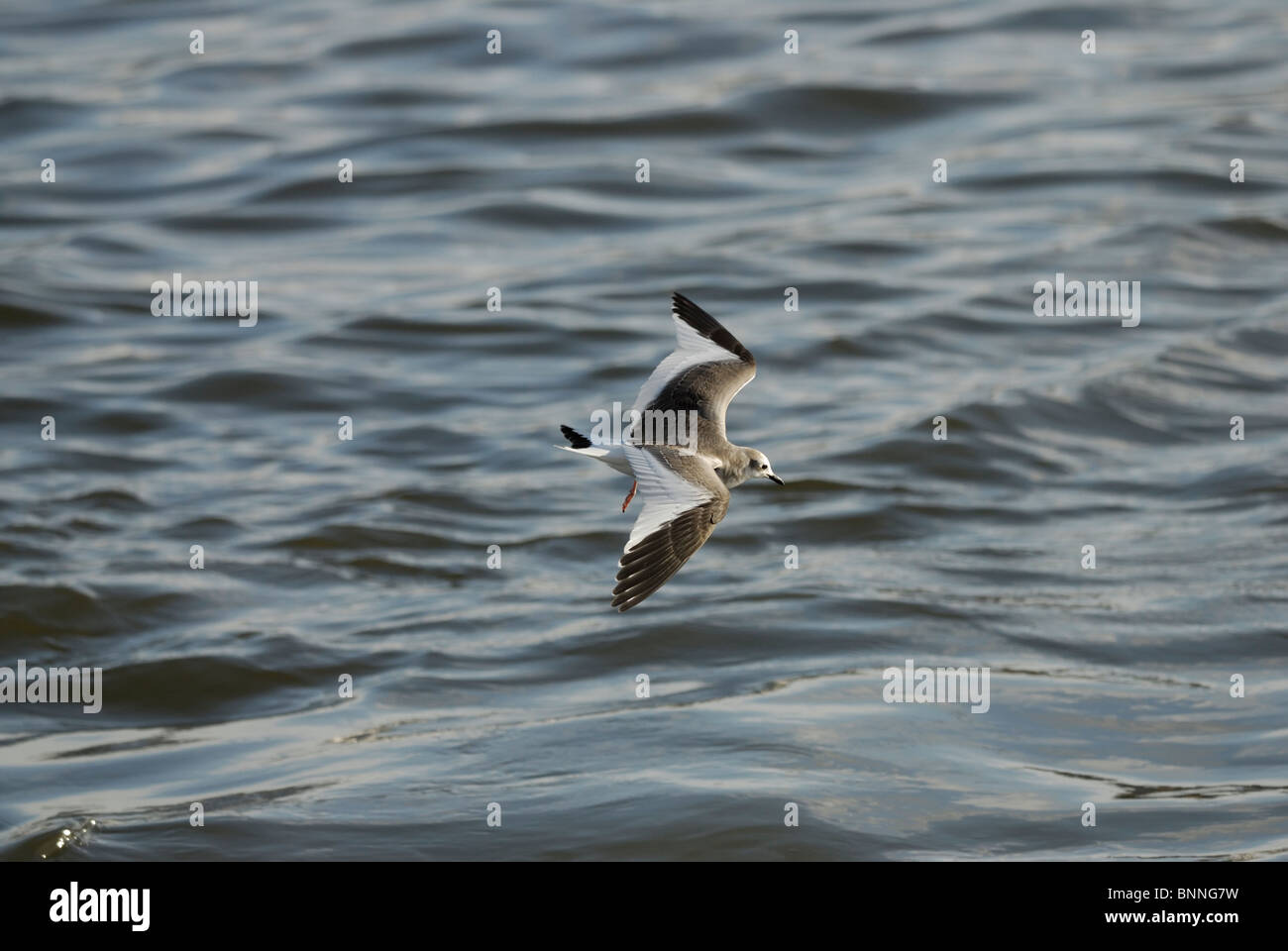 Sabine's Gull (Xema sabini Stock Photo - Alamy