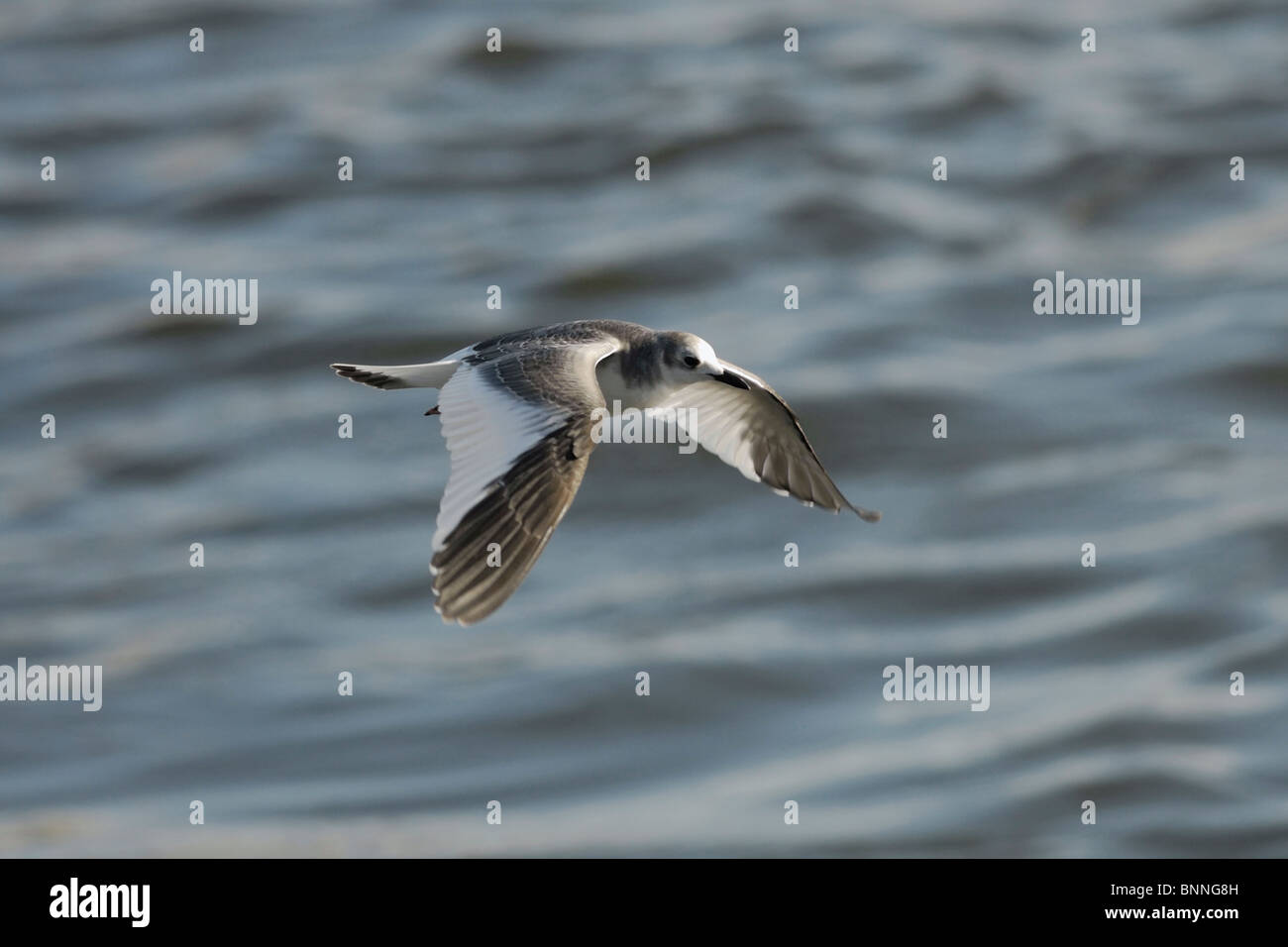 Sabine's Gull (Xema sabini Stock Photo - Alamy