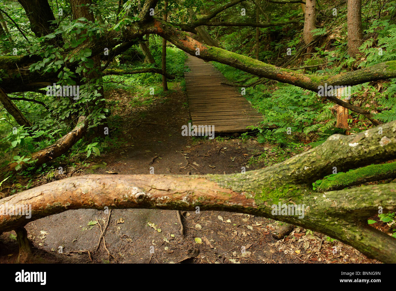 Peklo National Nature Monument Czech Republick Ceska Lipa Stock Photo ...