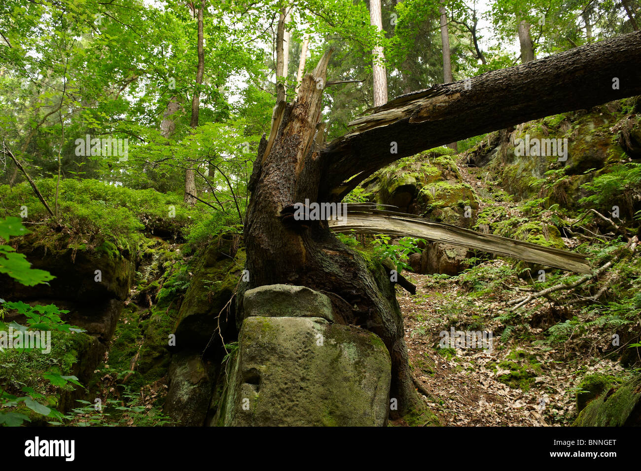 Peklo National Nature Monument Czech Republick Ceska Lipa Stock Photo ...