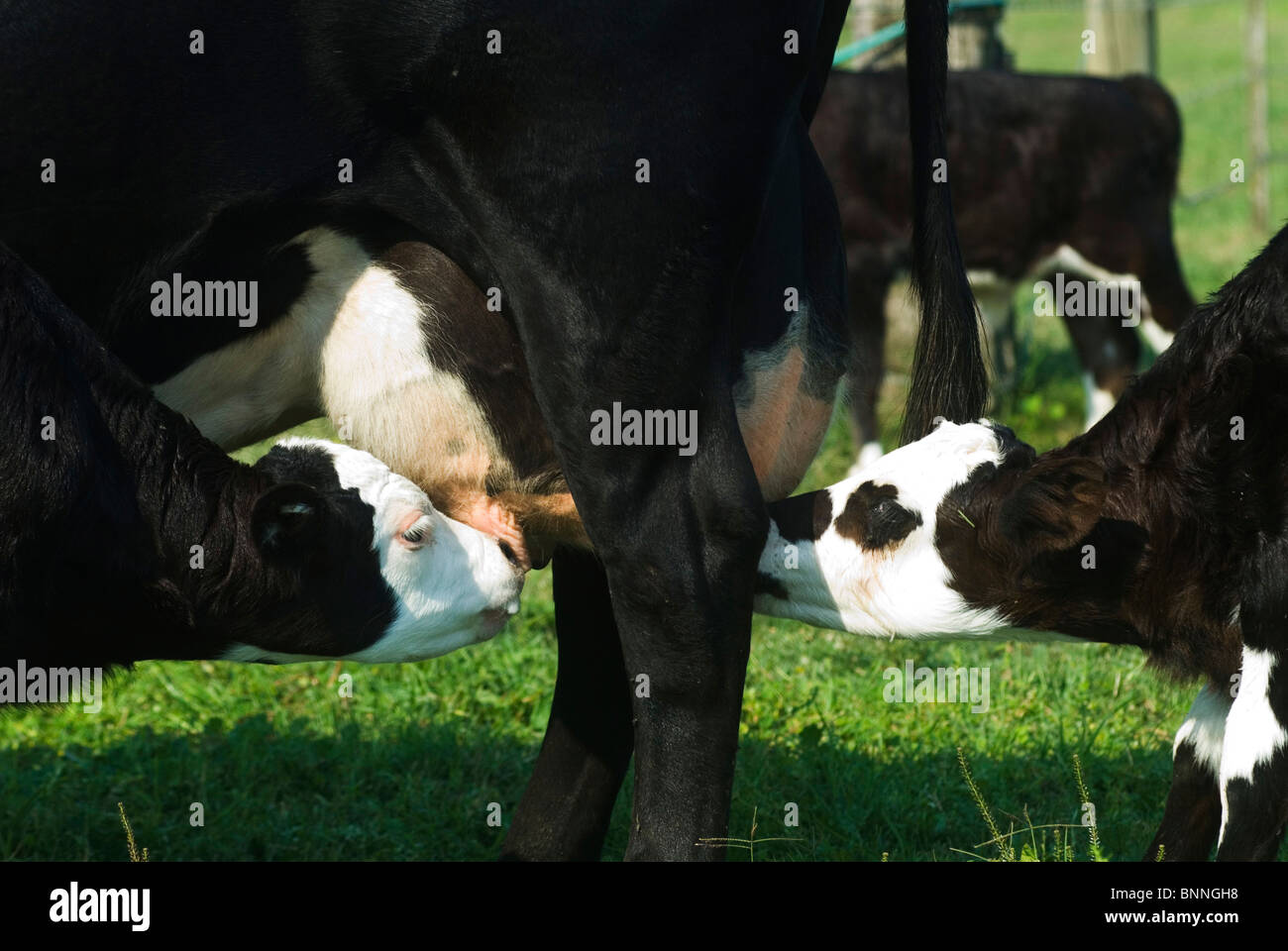 Cow reproduction hi-res stock photography and images - Alamy