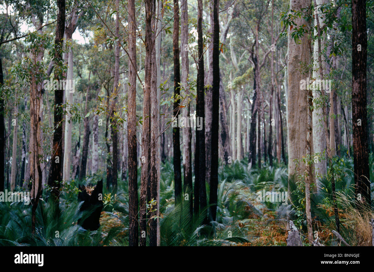 Queensland Australia Eucalyptus Forest Regeneration After Fire Nr ...