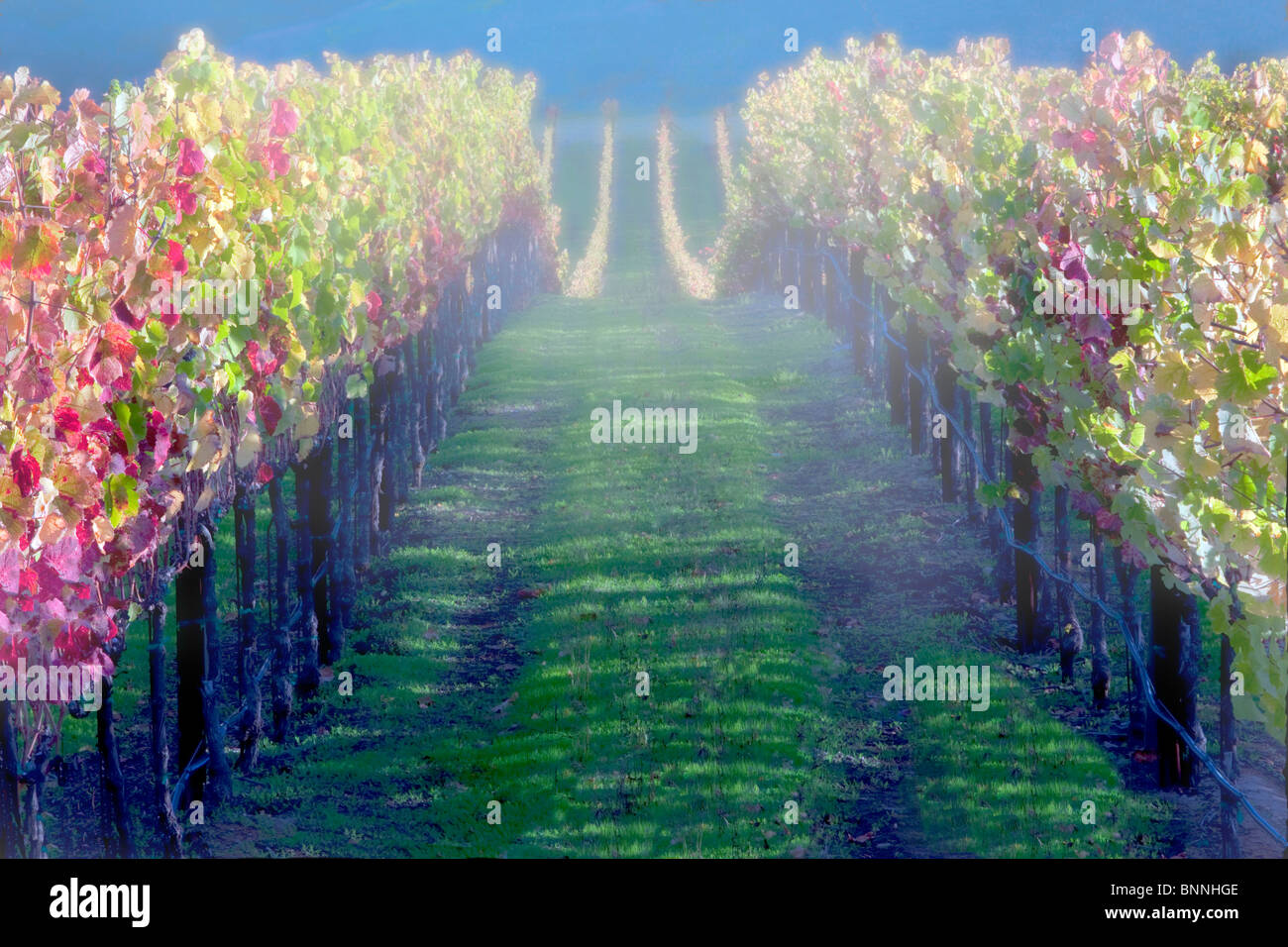Rows of fall colored grapes. Vineyards of Napa Valley, California Stock ...