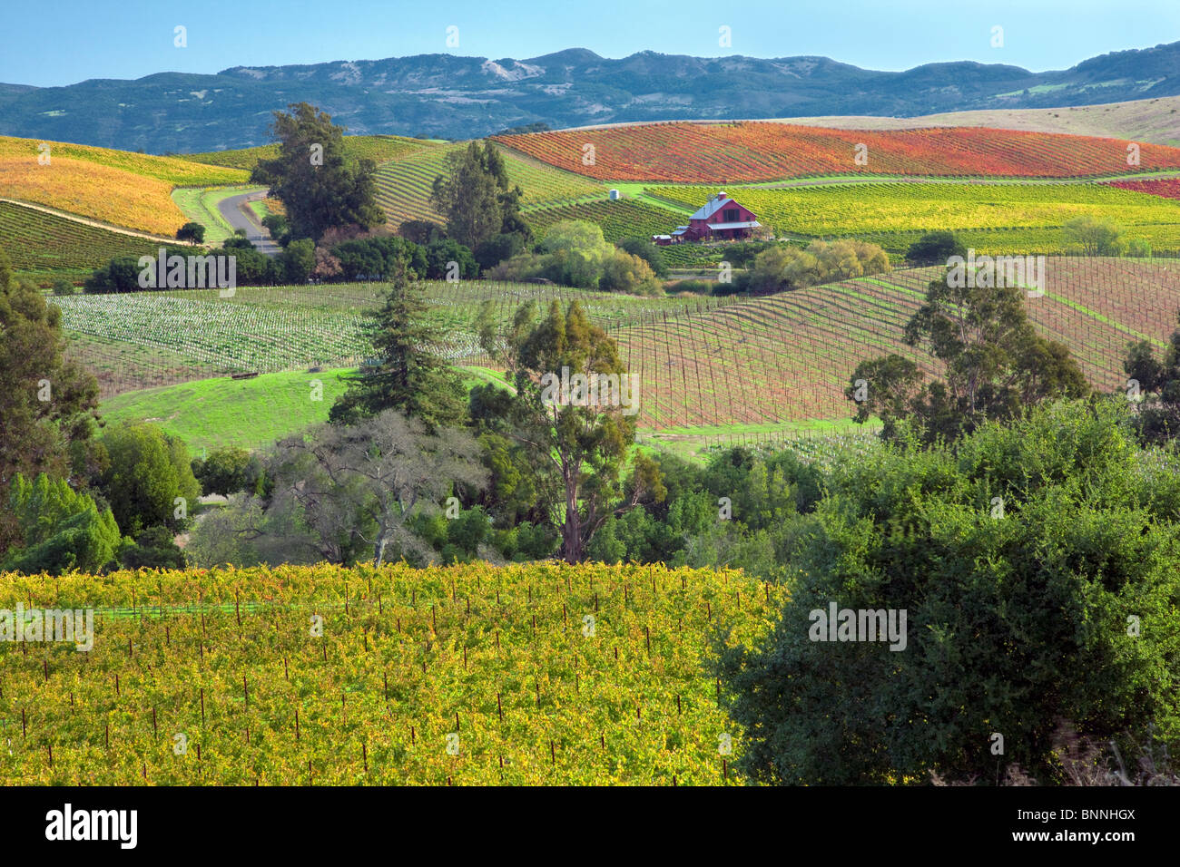 Rows of fall colored grapes. Vineyards of Napa Valley, California Stock ...