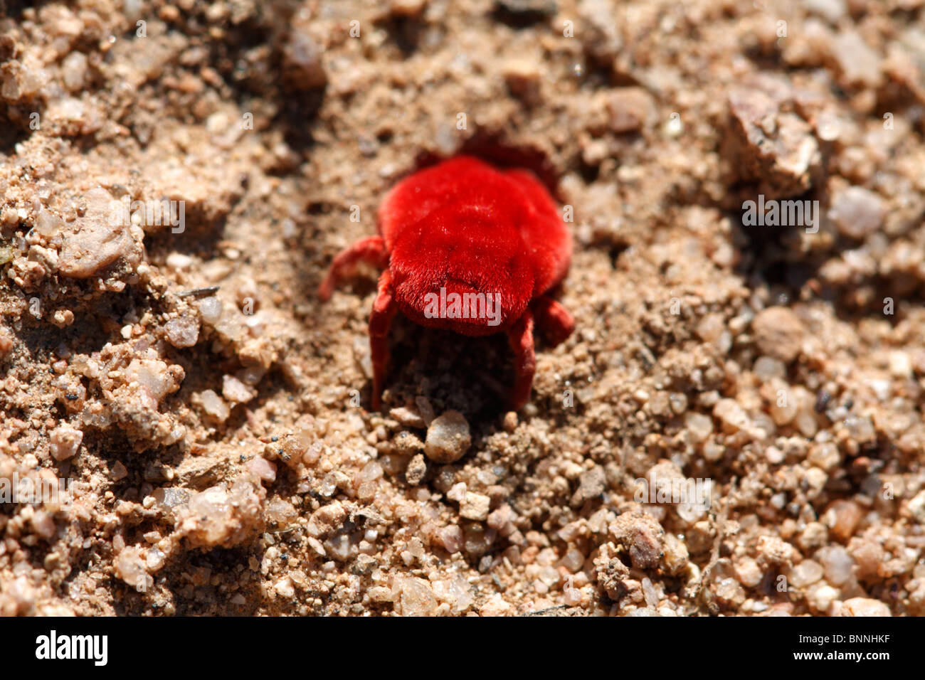Red velvet mite hi-res stock photography and images - Alamy