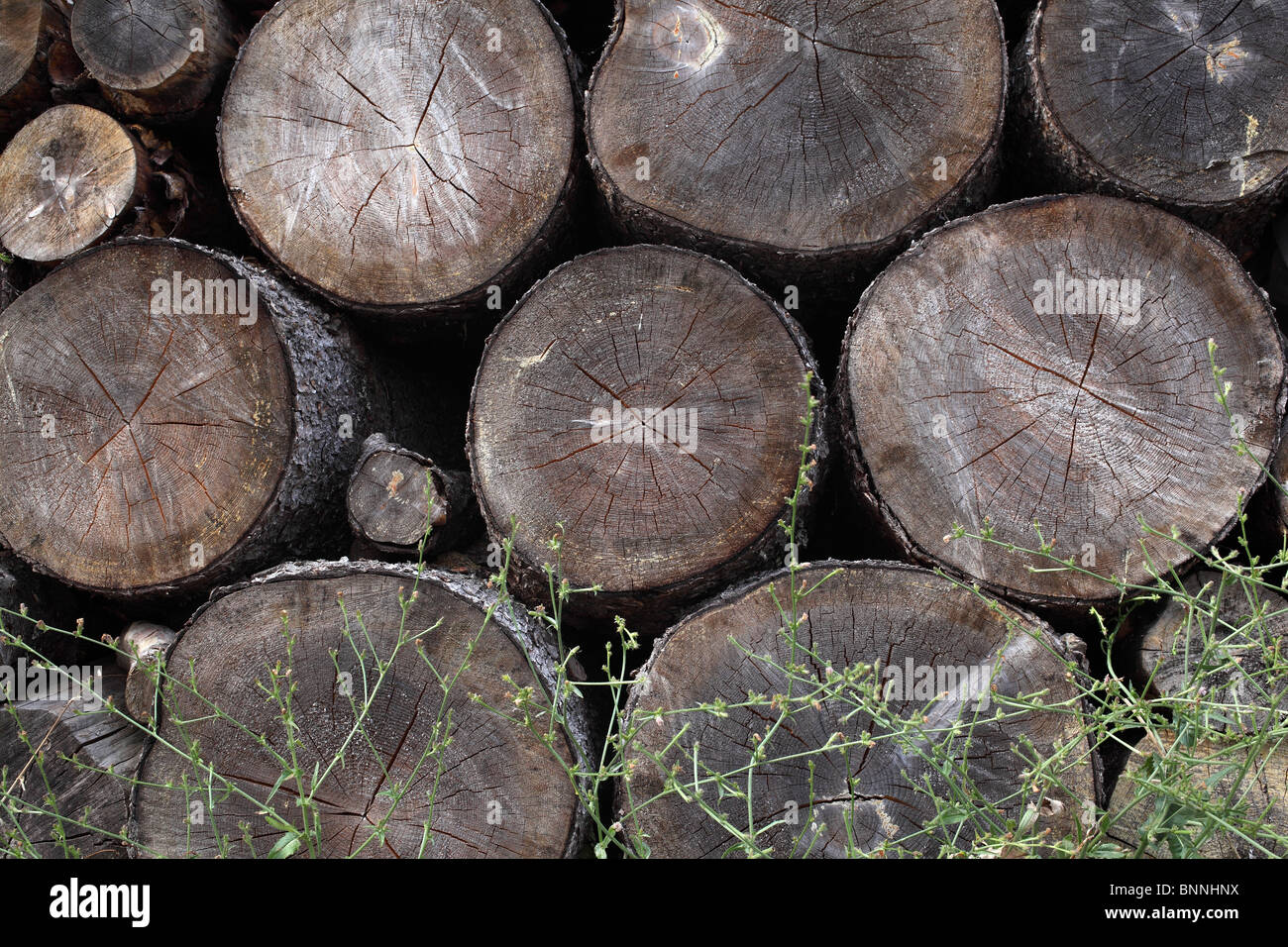 Stack wood tree log logs Stock Photo - Alamy