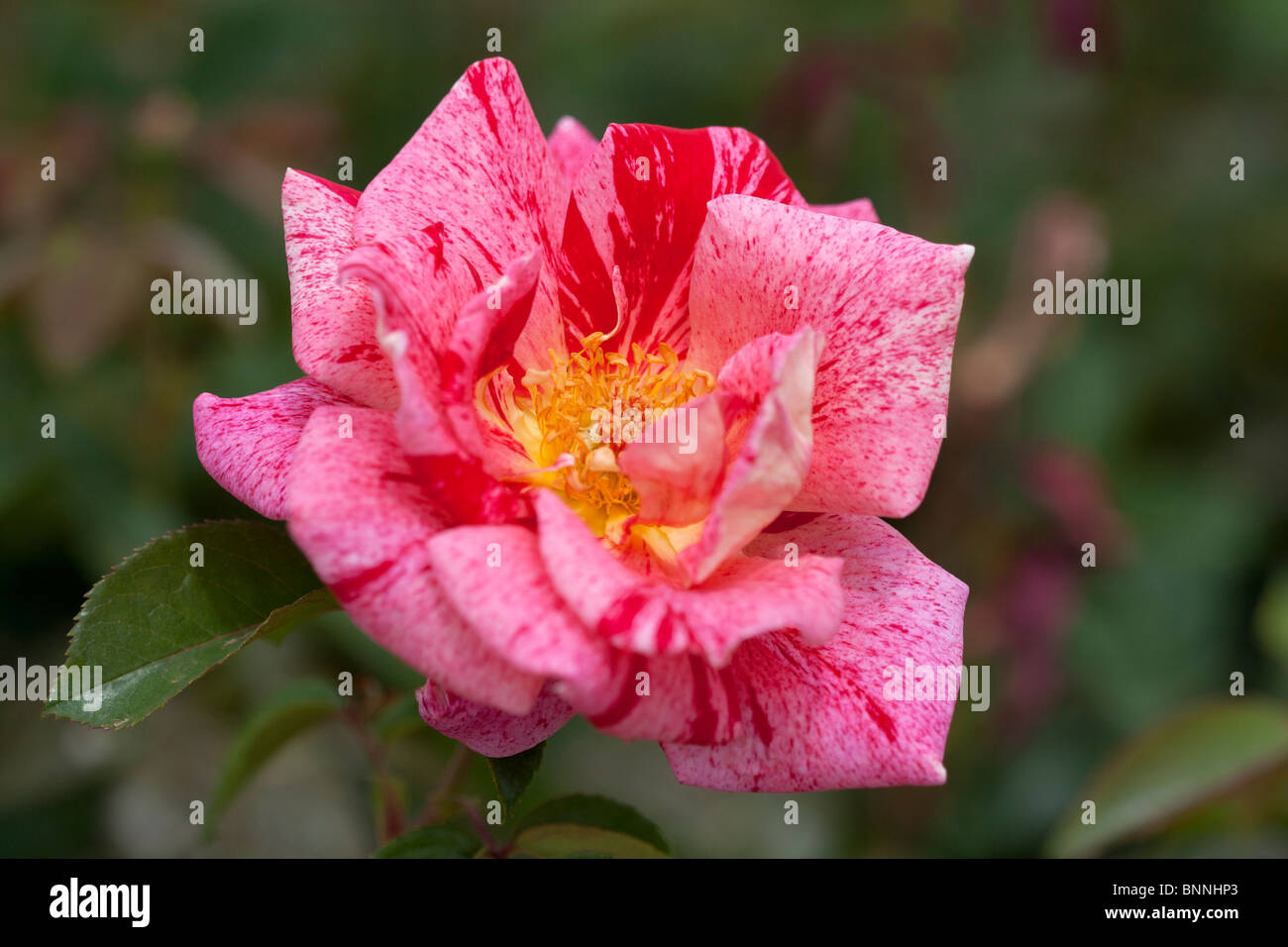 Bicolor rose hi-res stock photography and images - Alamy