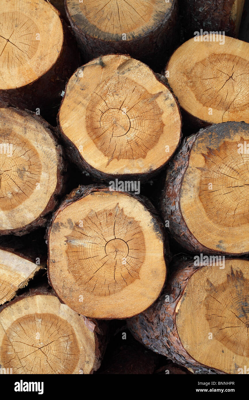 Stack wood tree log logs Stock Photo - Alamy