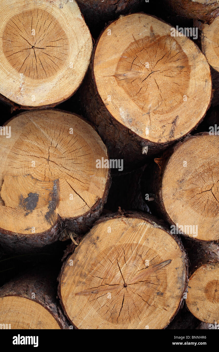Stack wood tree log logs Stock Photo - Alamy