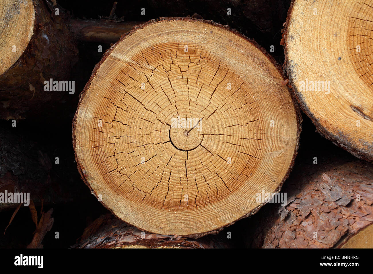 Stack wood tree log logs Stock Photo - Alamy