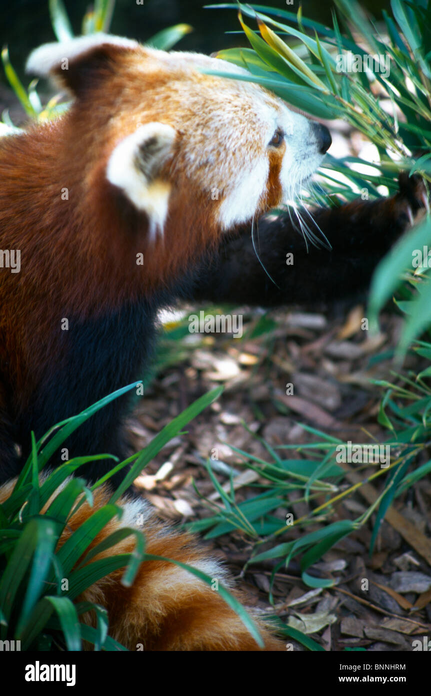Sydney NSW Australia Taronga Zoo Red Panda Stock Photo - Alamy