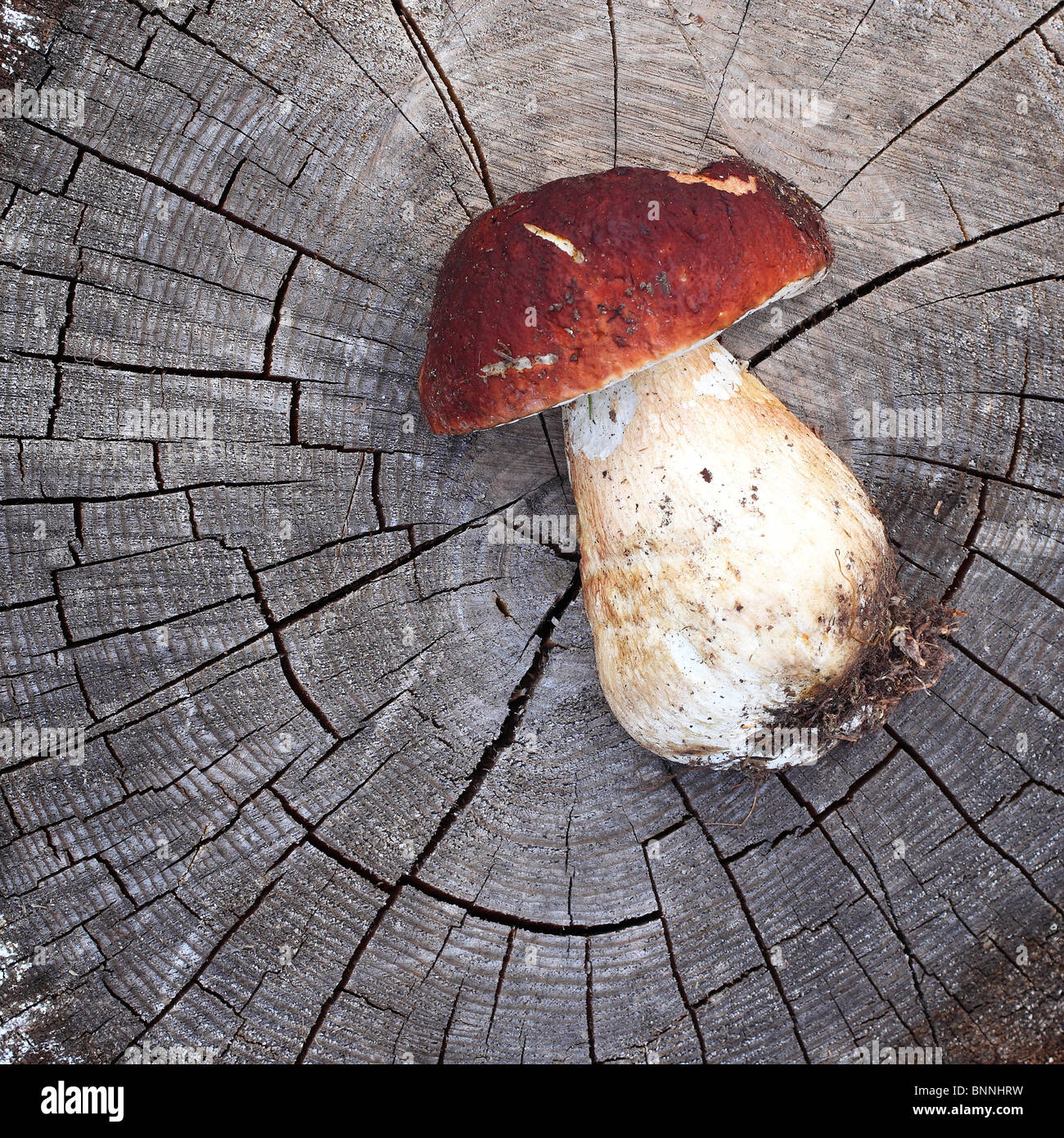 Castaneus fungus eatable Chestnut Stock Photo - Alamy