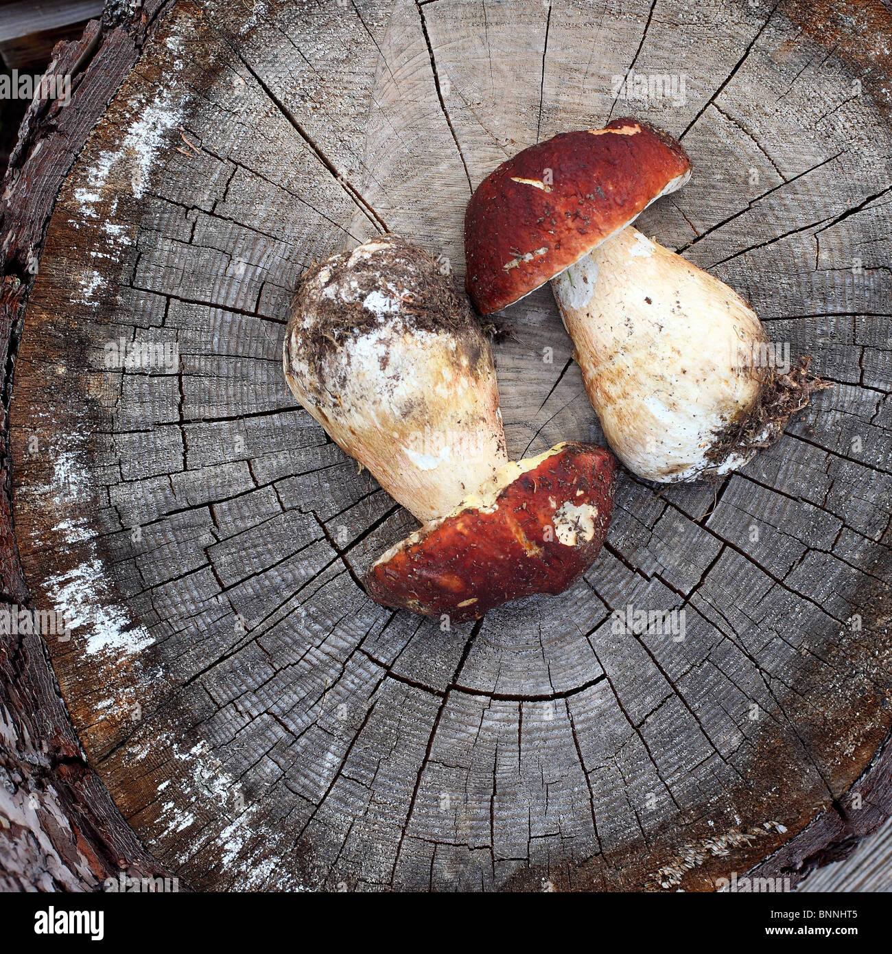 Castaneus fungus eatable Chestnut Stock Photo - Alamy