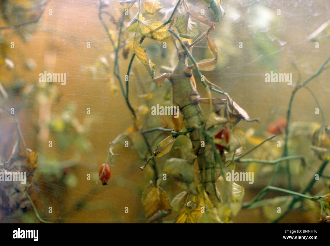 Green Nymph Stick Insect Heteropteryx Dilata Stock Photo - Alamy