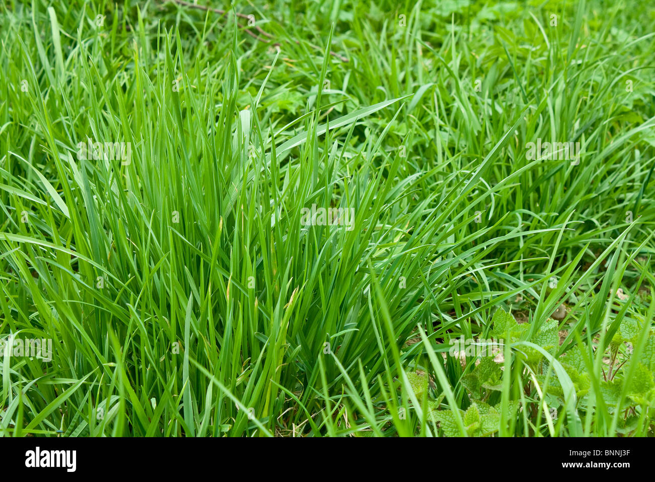 lawn of the bright green grass closeup Stock Photo - Alamy