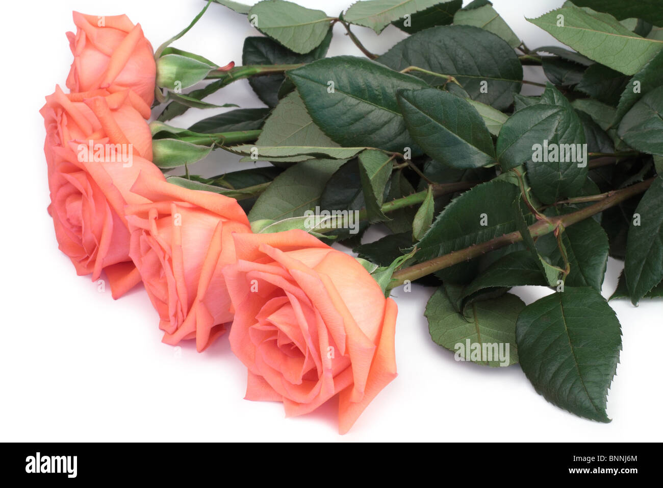 Bouquet of pink roses lying in a row Stock Photo - Alamy